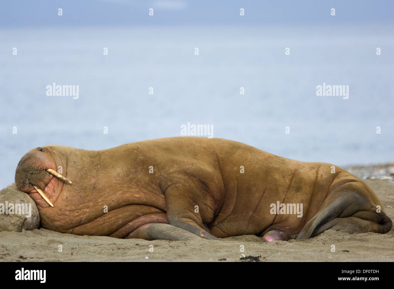 Walrus (Odobenus rosmarus) sleeping at a haulout on the beach at Prins ...