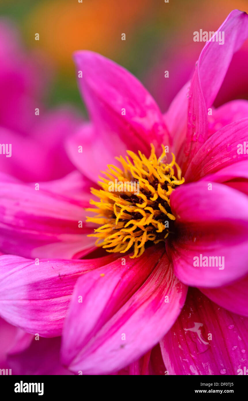 Fascination dahlia hi-res stock photography and images - Alamy Fascination dahlia hi-res stock photography and images - Alamy