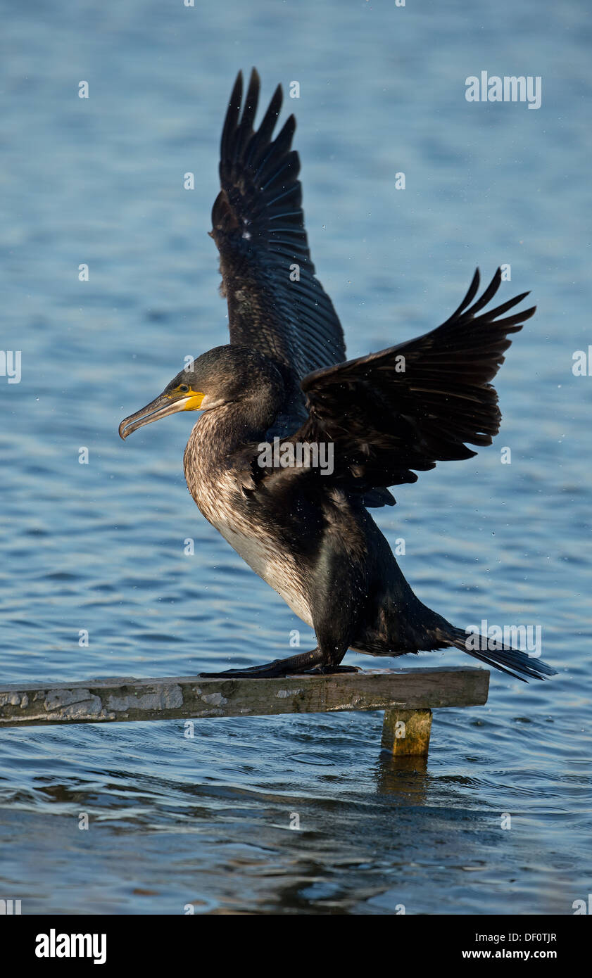 Great Cormorant wing stretching Stock Photo - Alamy