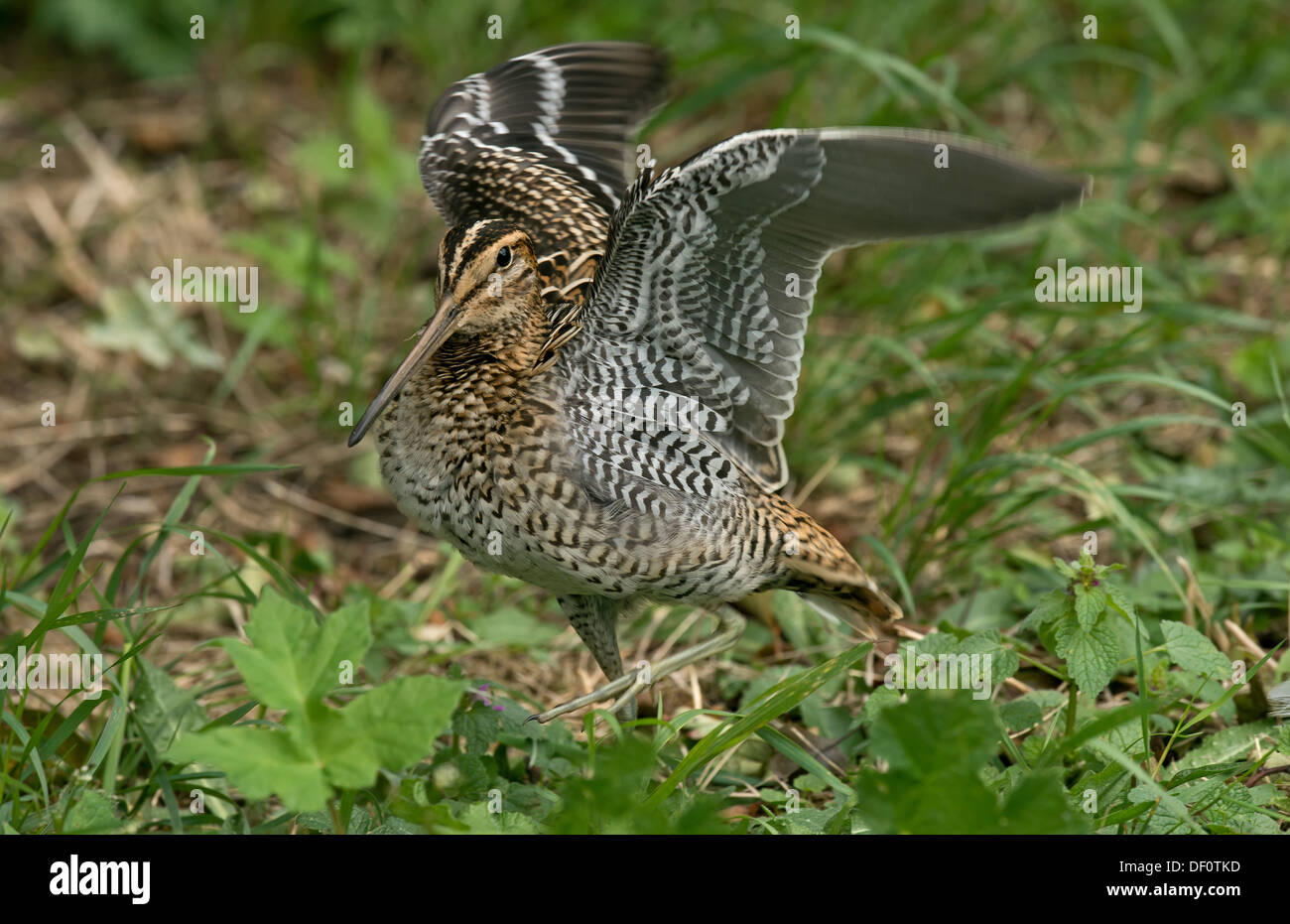 Great Snipe wings raised showing underwing Stock Photo - Alamy
