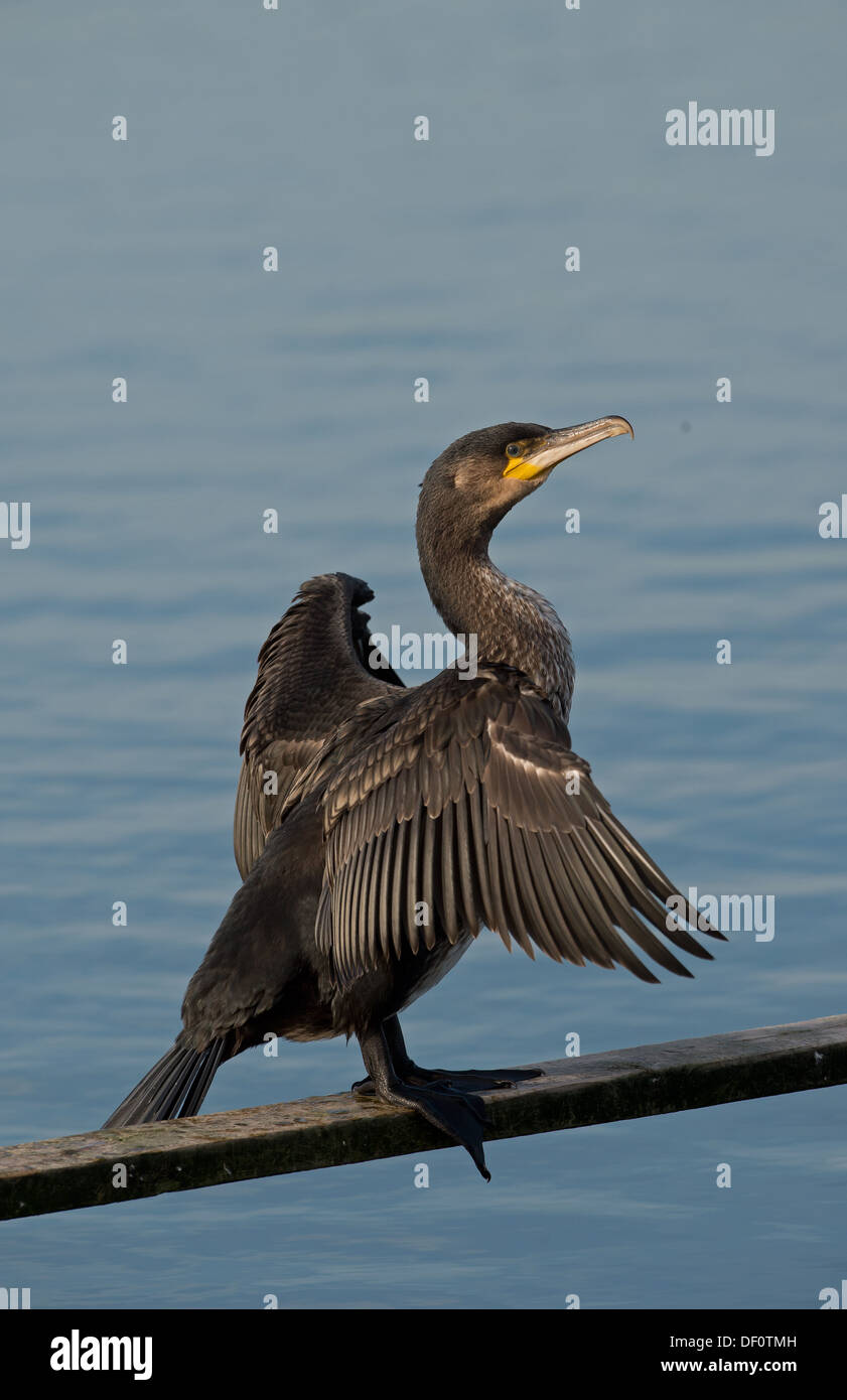 Great Cormorant wing stretching Stock Photo - Alamy