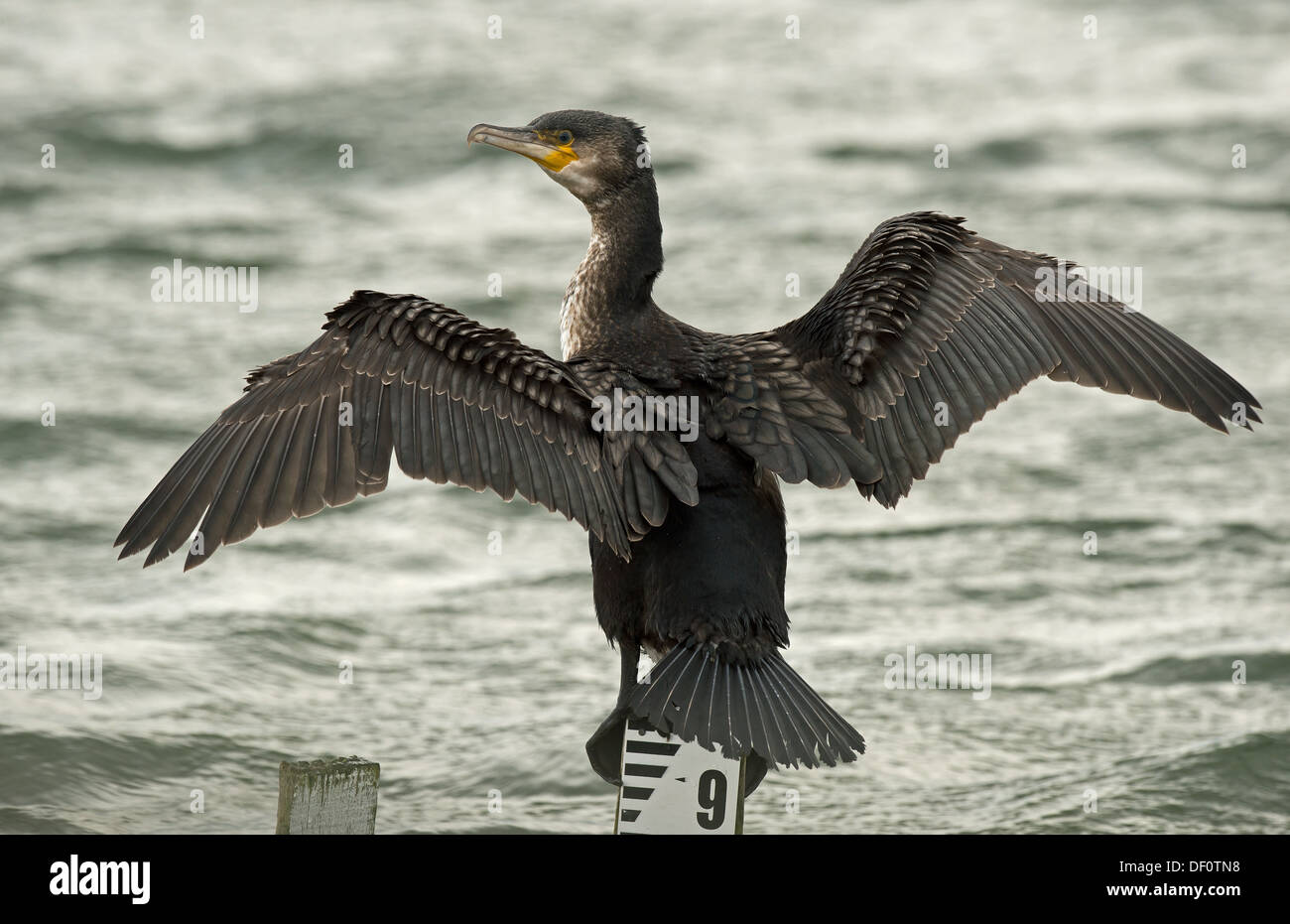 Great Cormorant wing stretching Stock Photo - Alamy