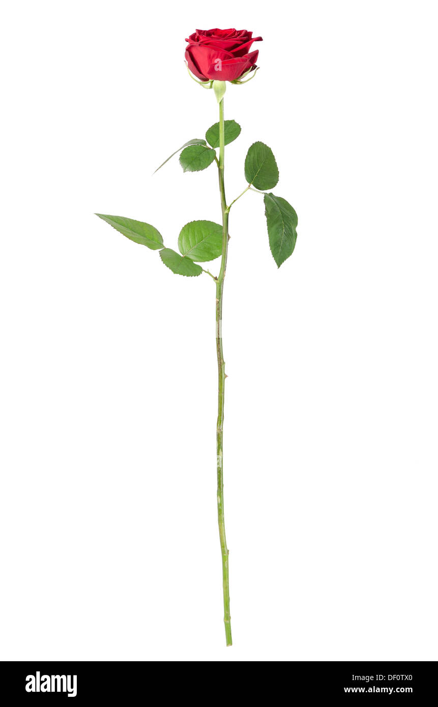 a rose isolated before white background Stock Photo - Alamy