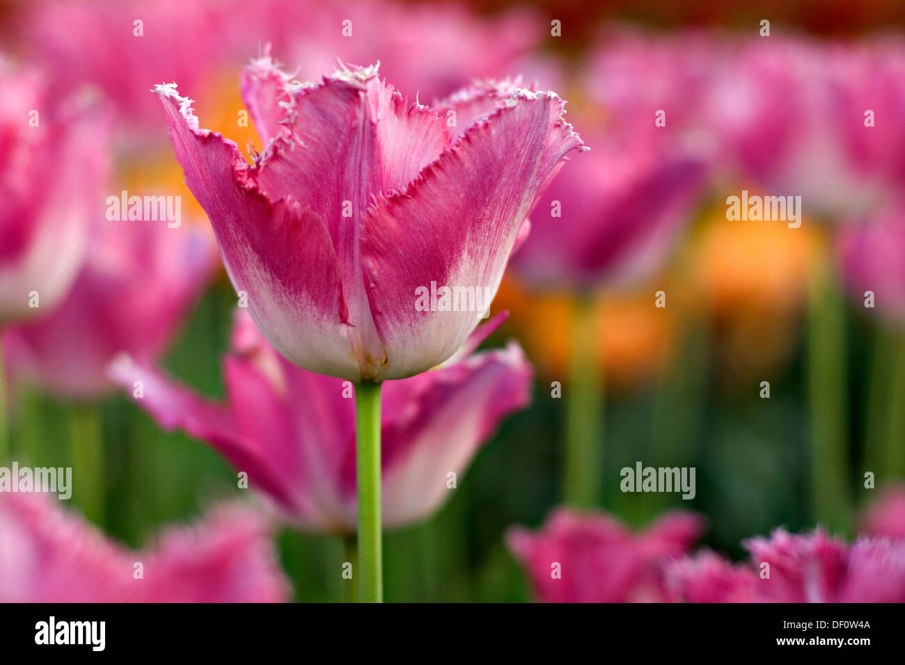 Berlin, Germany, blooming tulips on the Tulipan-in-Britz Garden Stock ...