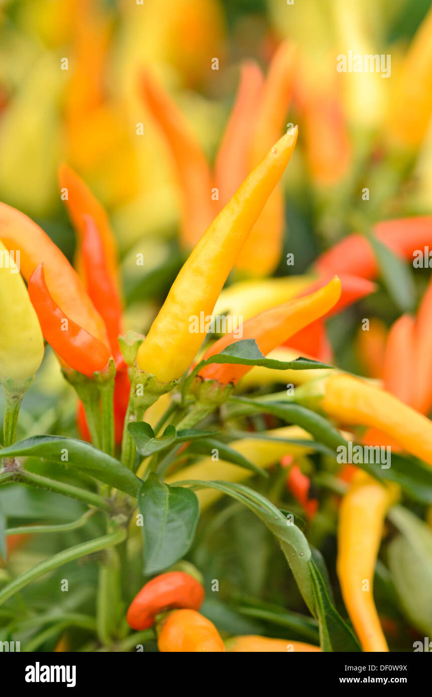 Chili pepper (Capsicum Stock Photo - Alamy