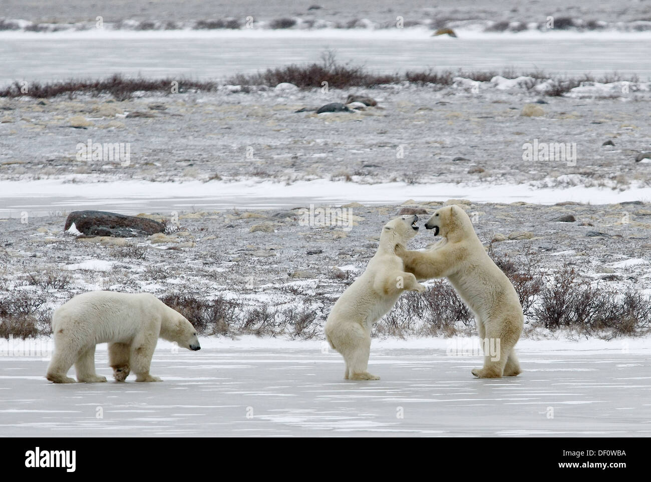 Churchill, Canada, polar bears in the Churchill Wildlife Management Area Stock Photo - Alamy