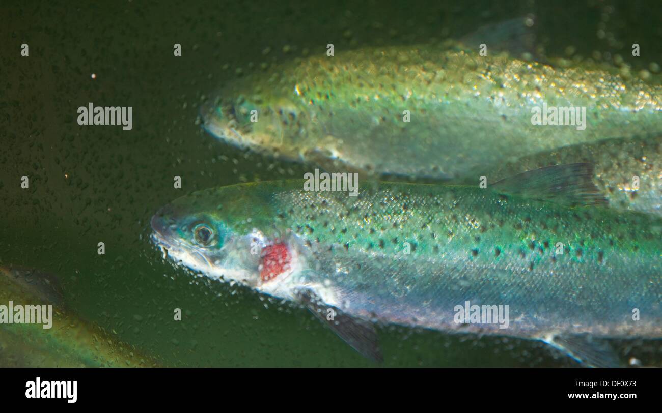 ATLANTIC SALMON - Salmo salar Stock Photo - Alamy