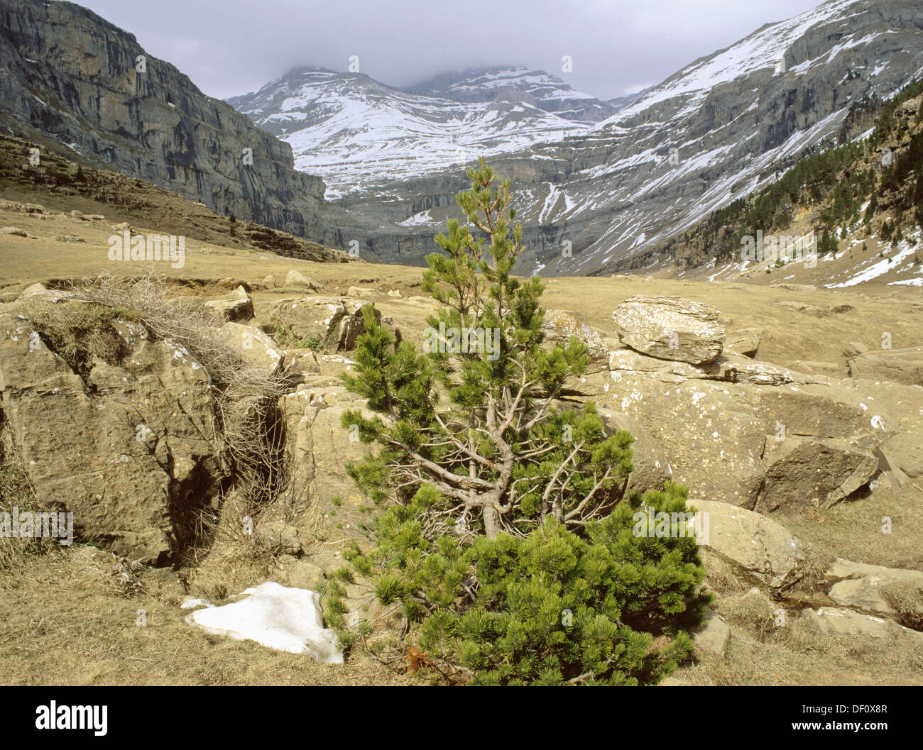 Pinus maritima hi-res stock photography and images - Alamy