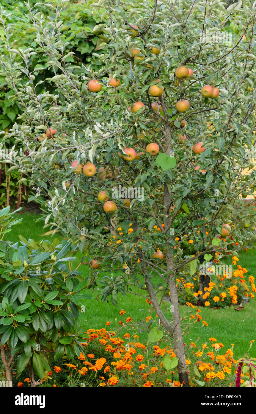 Orchard apple (Malus x domestica) and marigolds (Tagetes Stock Photo ...