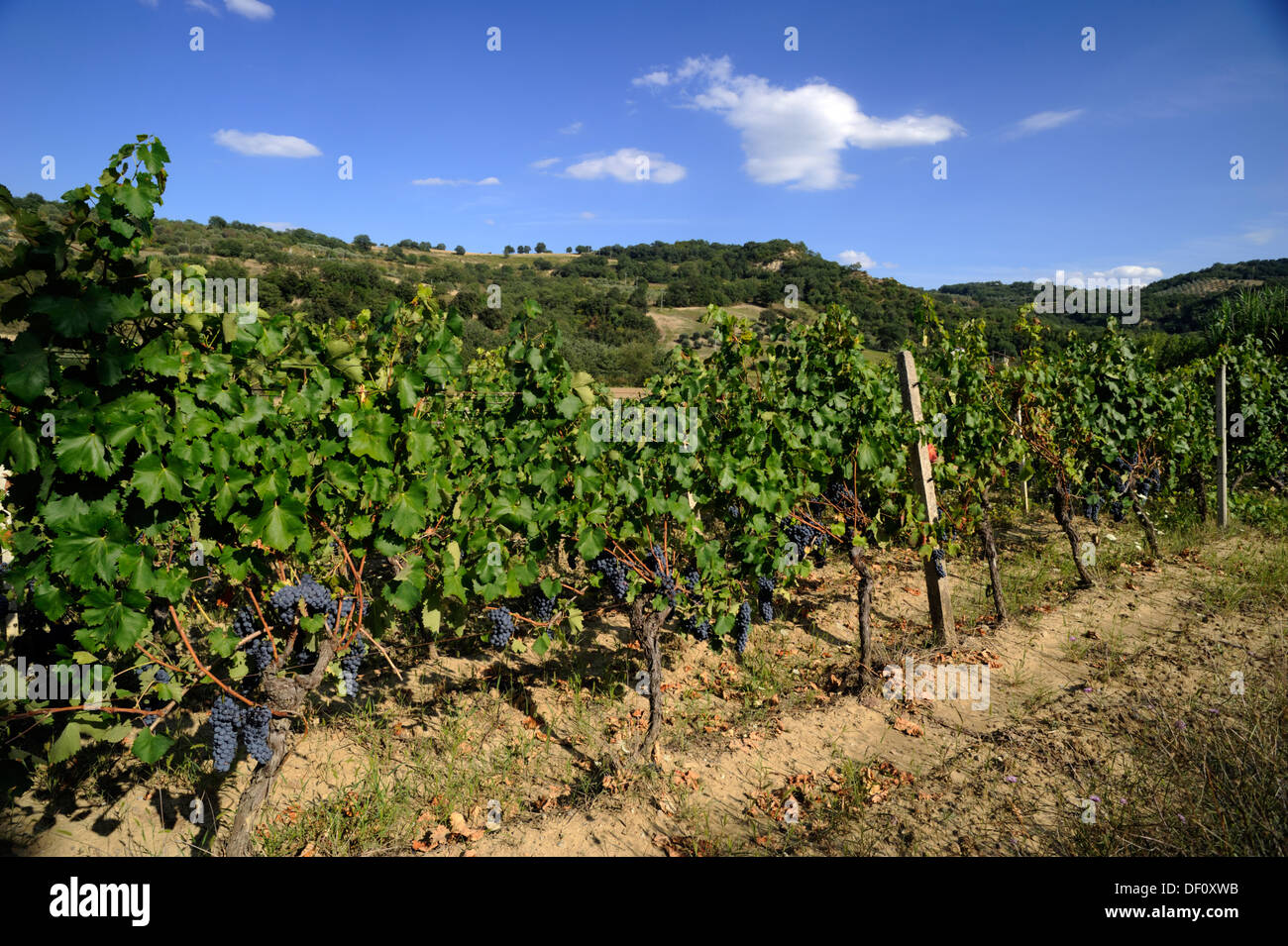 Basilicata vineyard hi-res stock photography and images - Alamy