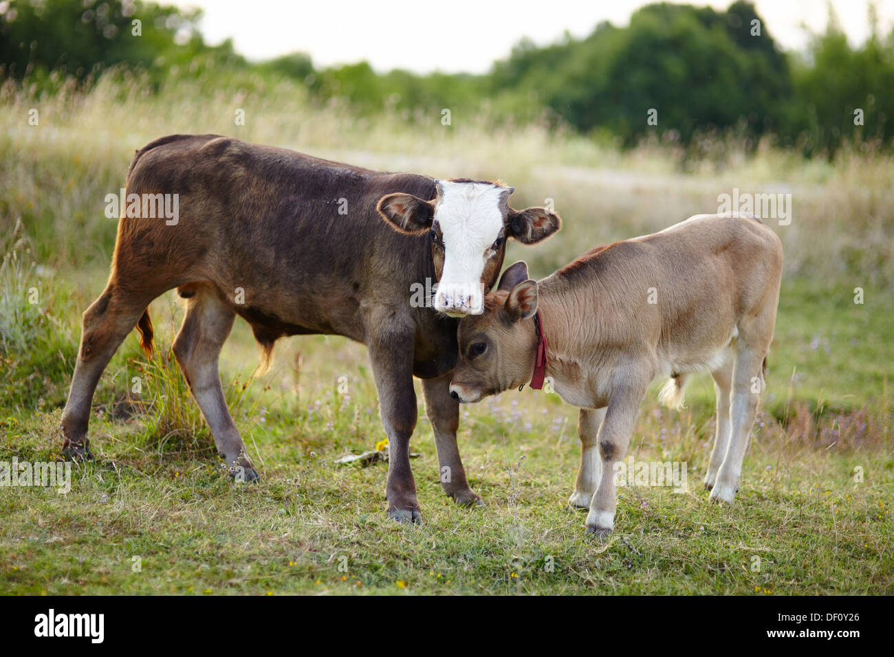 Calf cow playing hi-res stock photography and images - Alamy