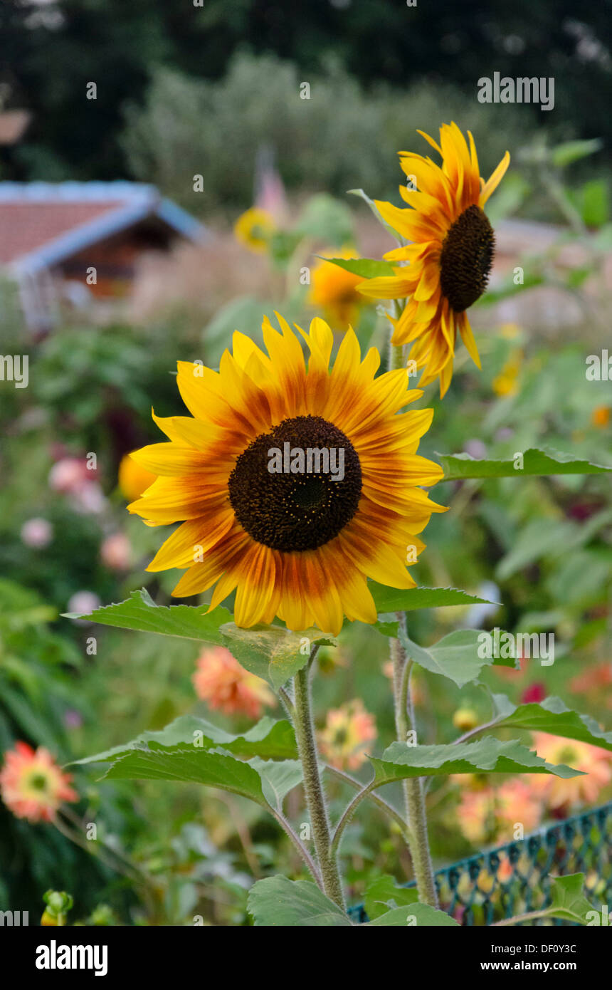 Common sunflower (Helianthus annuus Stock Photo - Alamy