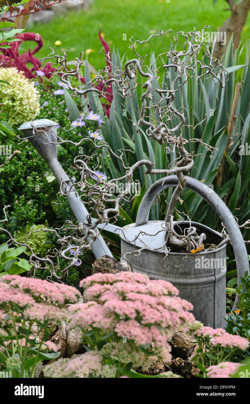 Harry Lauder's walking stick (Corylus avellana 'Contorta') in a ...