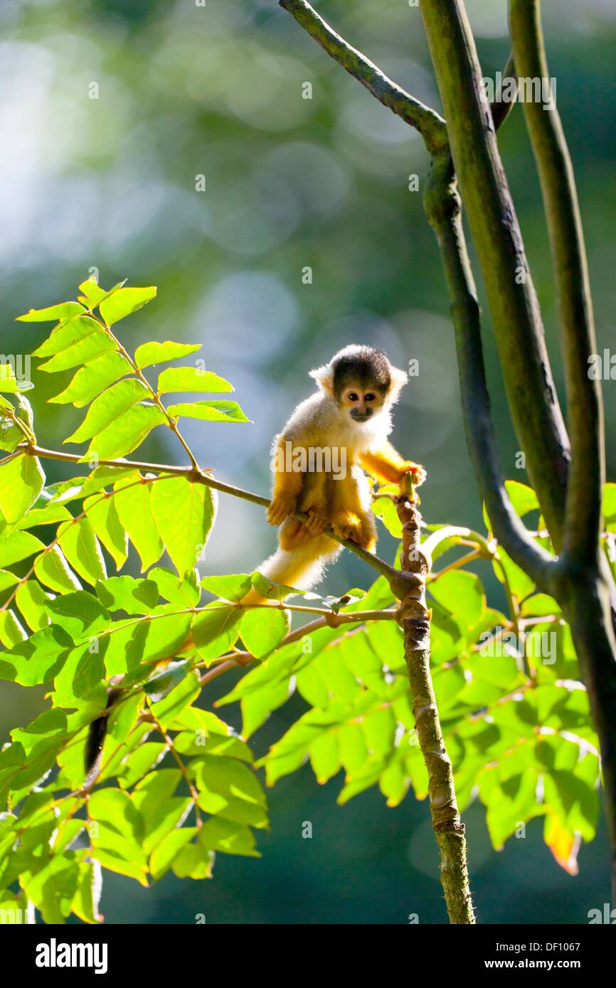 Saimiri sp hi-res stock photography and images - Alamy