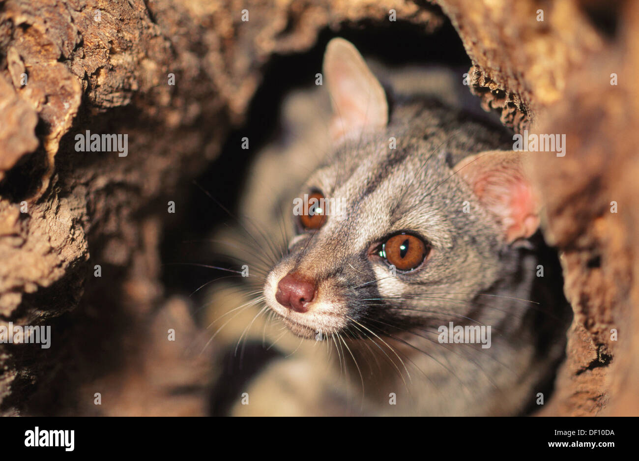 Genetta image hi-res stock photography and images - Alamy