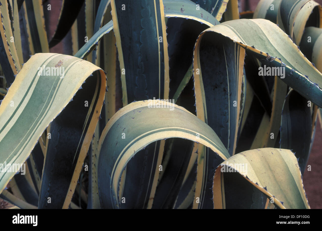 Agave agave sp hi-res stock photography and images - Alamy