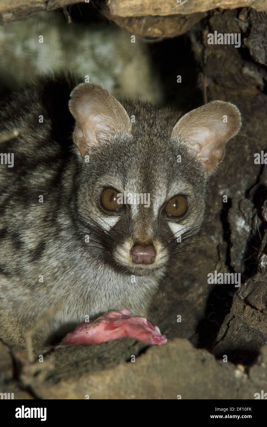 Genet species hi-res stock photography and images - Alamy