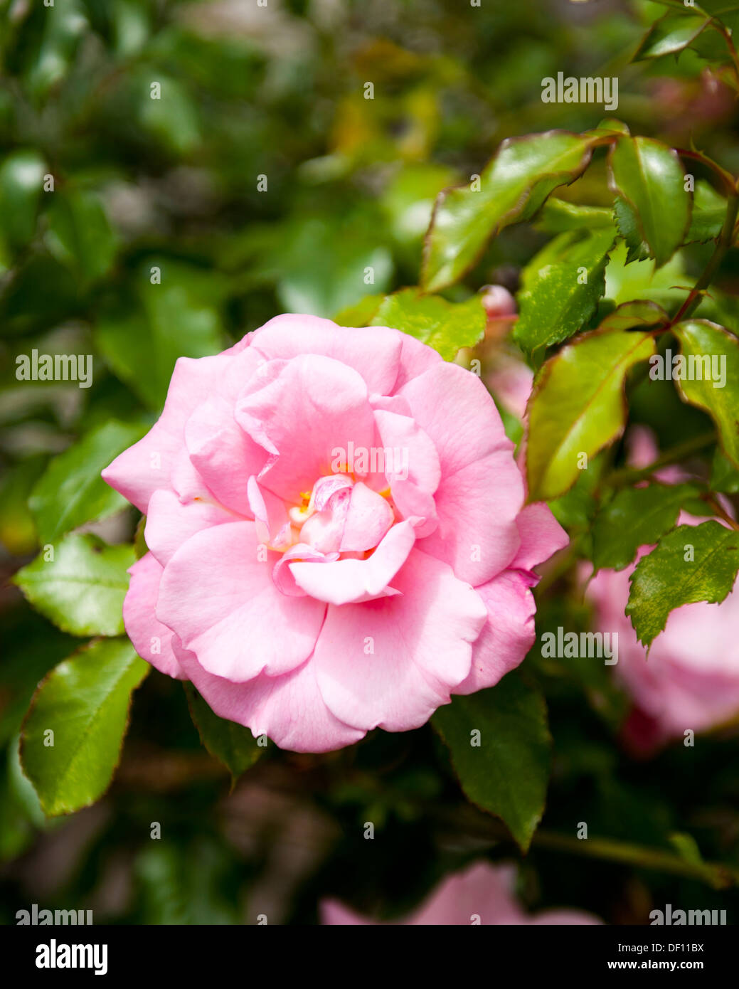 Large rose bush hi-res stock photography and images - Alamy