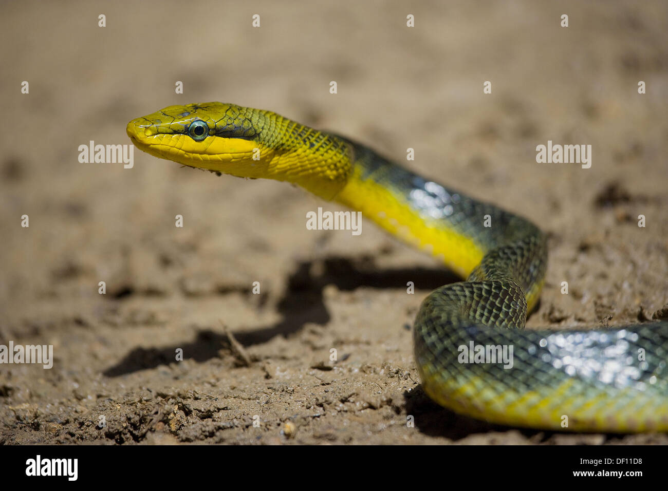 Red Tailed Green Rat Snake High Resolution Stock Photography and Images ...