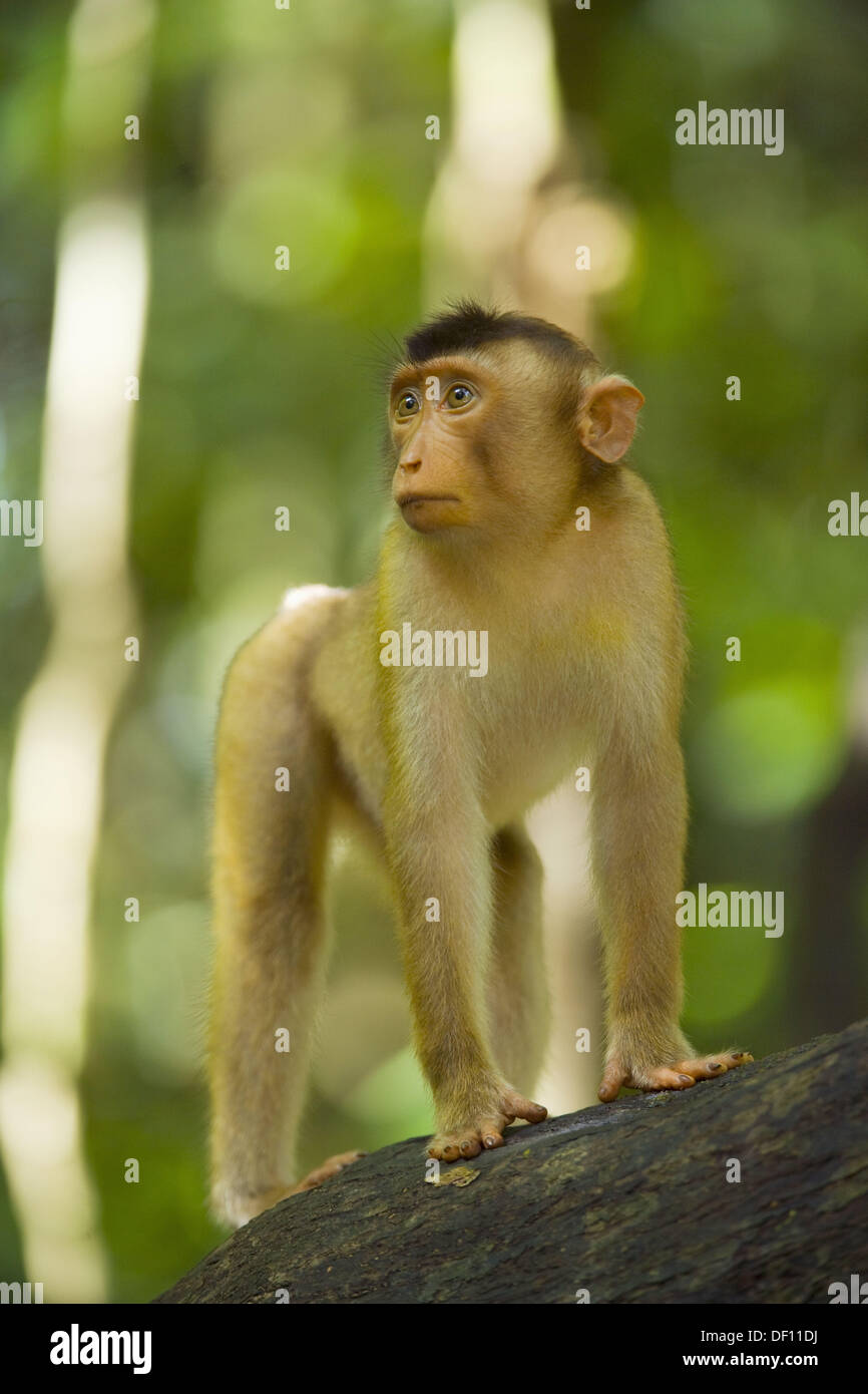 Beruk macaca nemestrina hi-res stock photography and images - Alamy