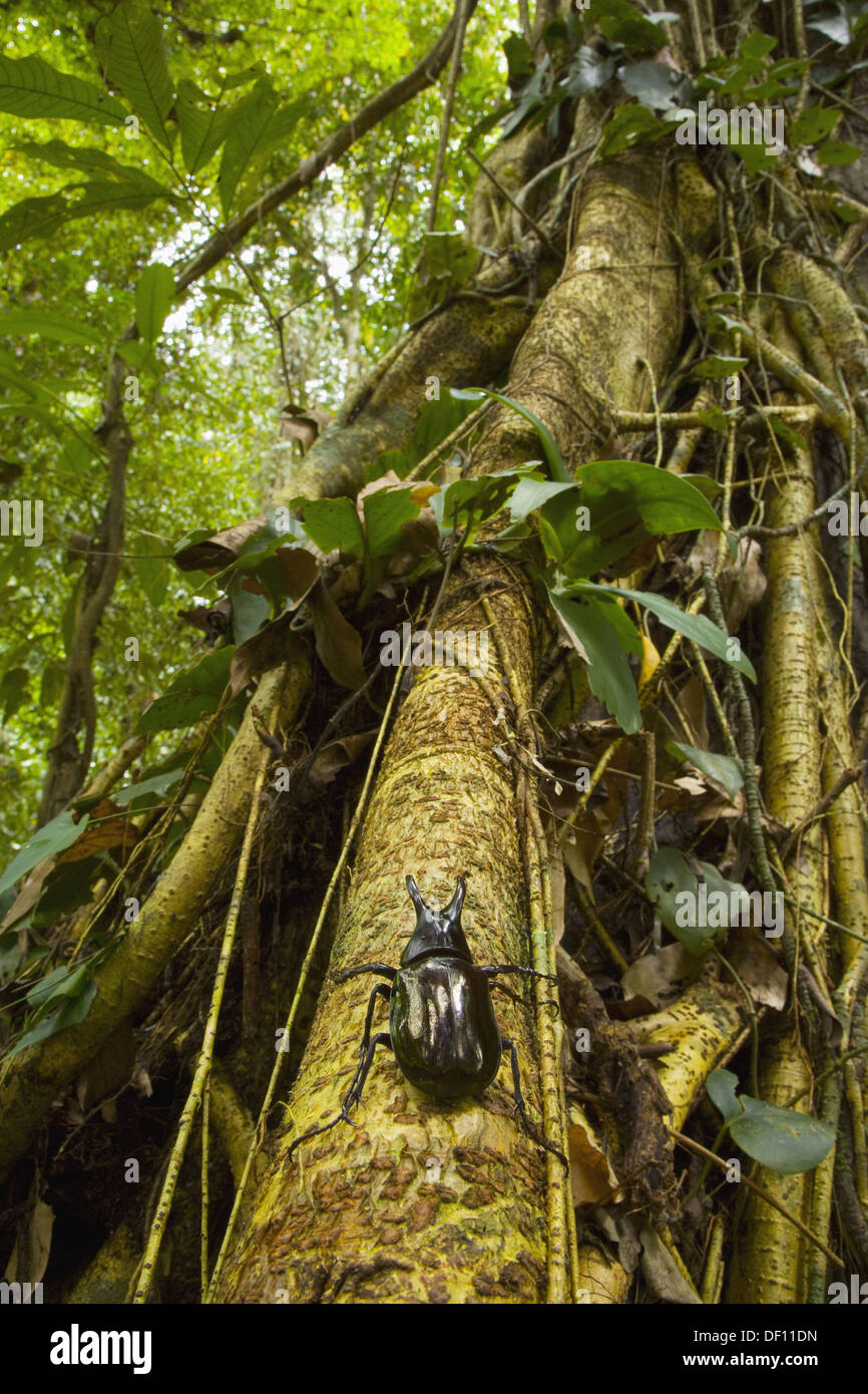 Three horned rhinoceros beetle hi-res stock photography and images - Alamy