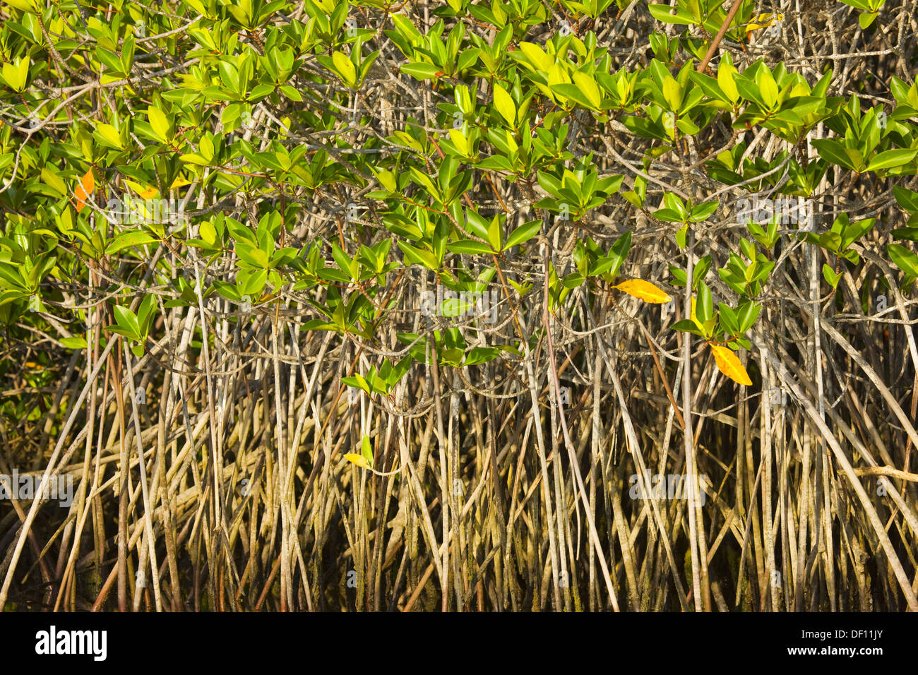 Manglar hi-res stock photography and images - Alamy