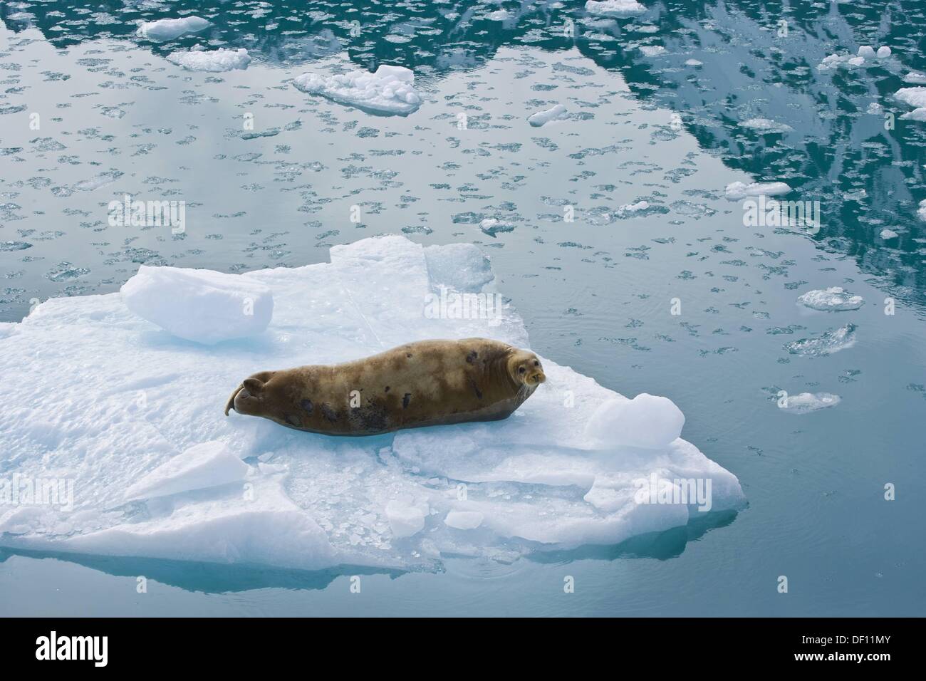 Bearded Seal (Erignathus barbatus Stock Photo - Alamy