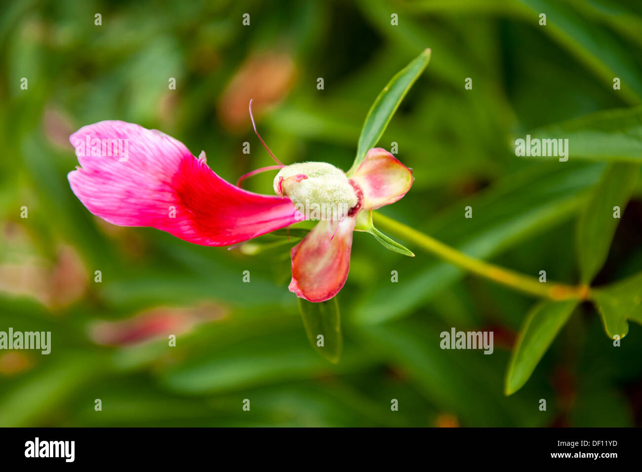 large flower bud Stock Photo - Alamy