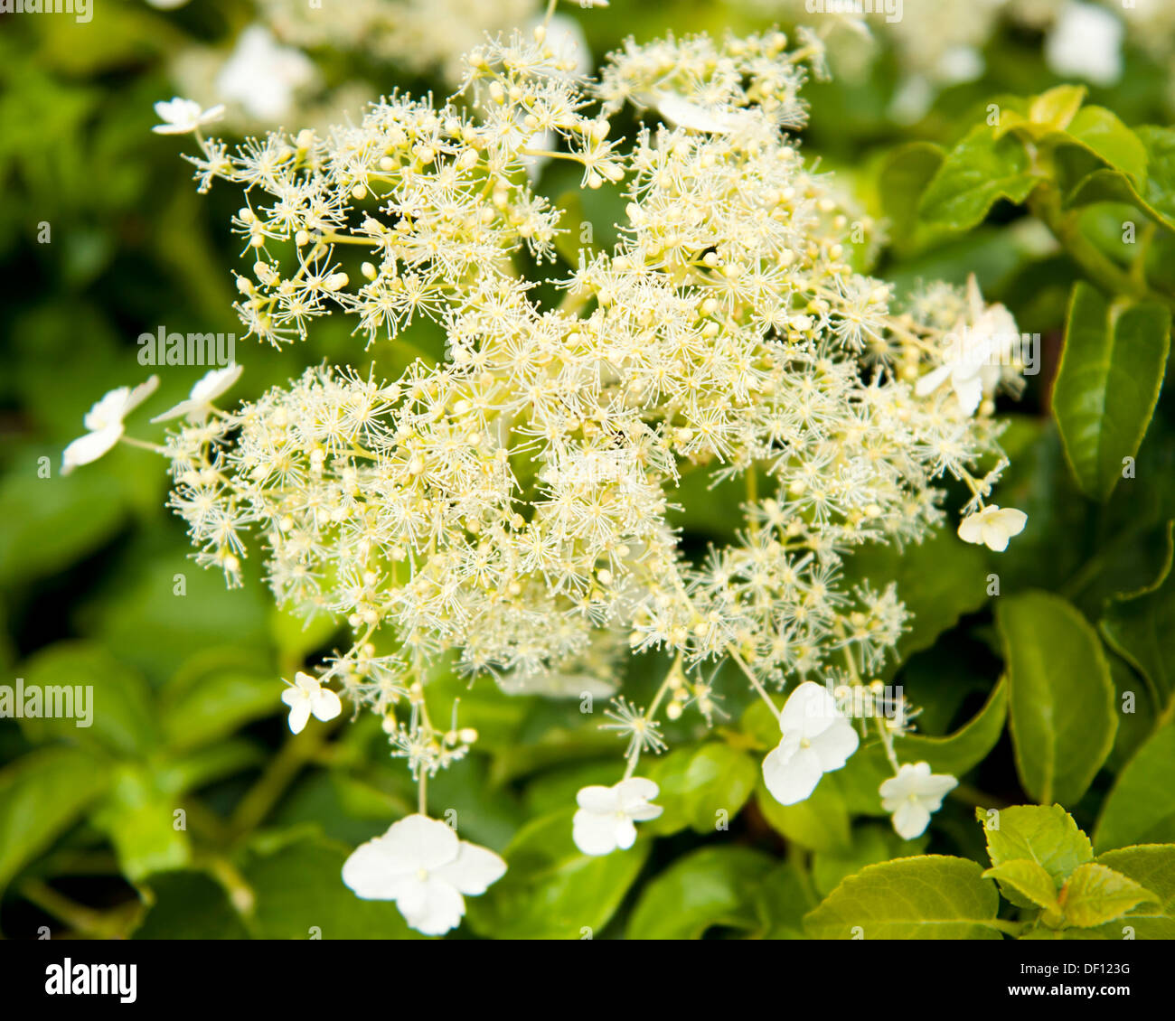 White flower cluster Stock Photo - Alamy