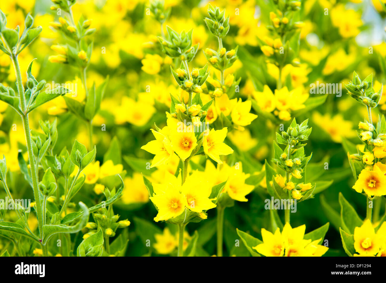 Large group of yellow flowers with green stems and leaves Stock Photo ...
