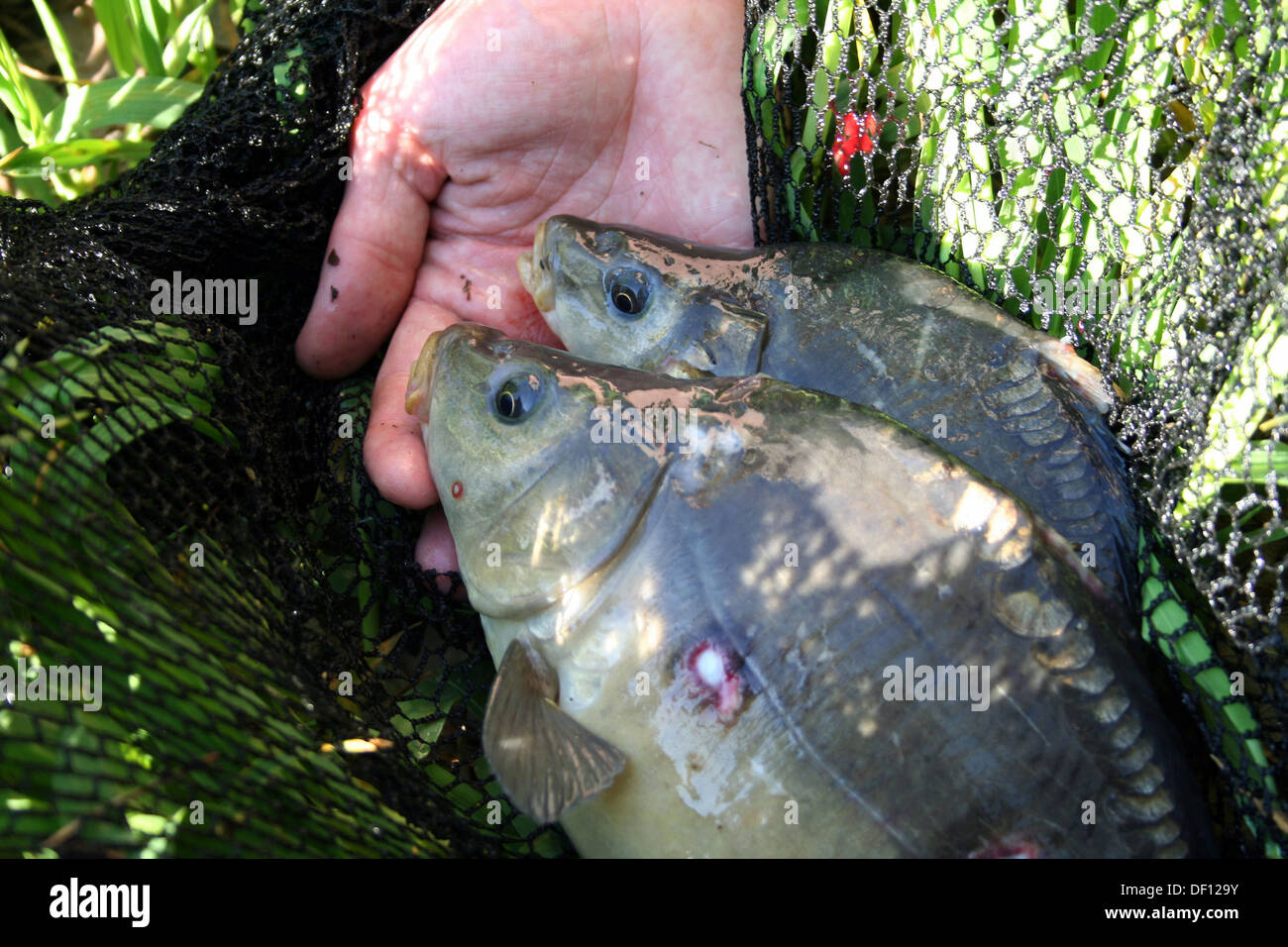 German carp hi-res stock photography and images - Alamy
