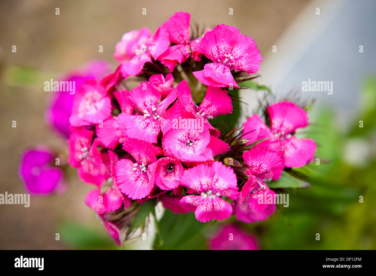 Posie of flowers hi-res stock photography and images - Alamy