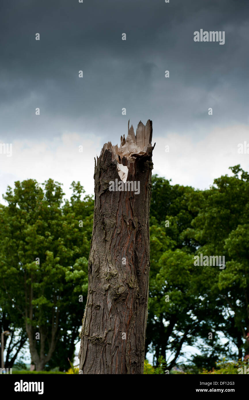 Snapped tree forest hi-res stock photography and images - Alamy