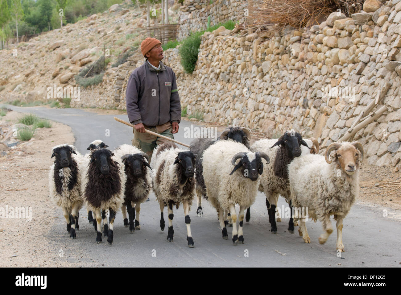Herding Sheep Information