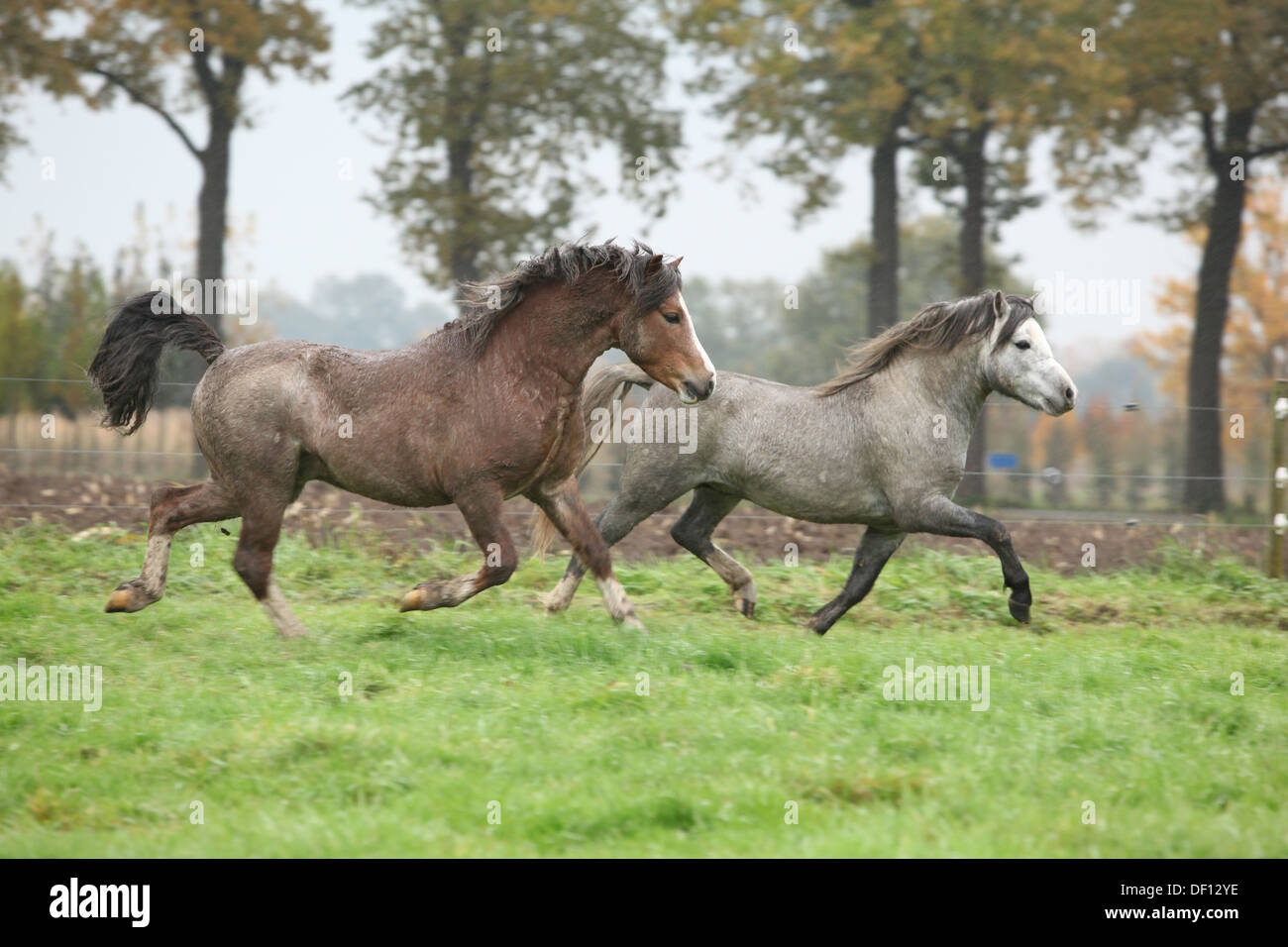 Running pony hi-res stock photography and images - Alamy