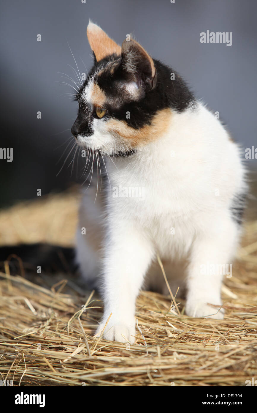Nice three-coloured cat sitting on a straw in front of some building ...