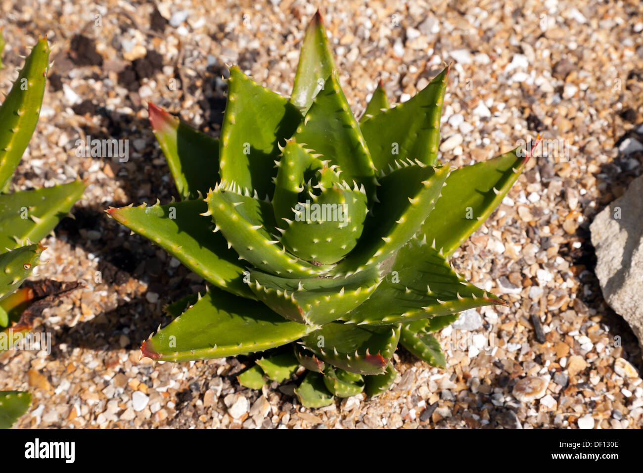 Small Aloe plant growing in gravel Stock Photo - Alamy