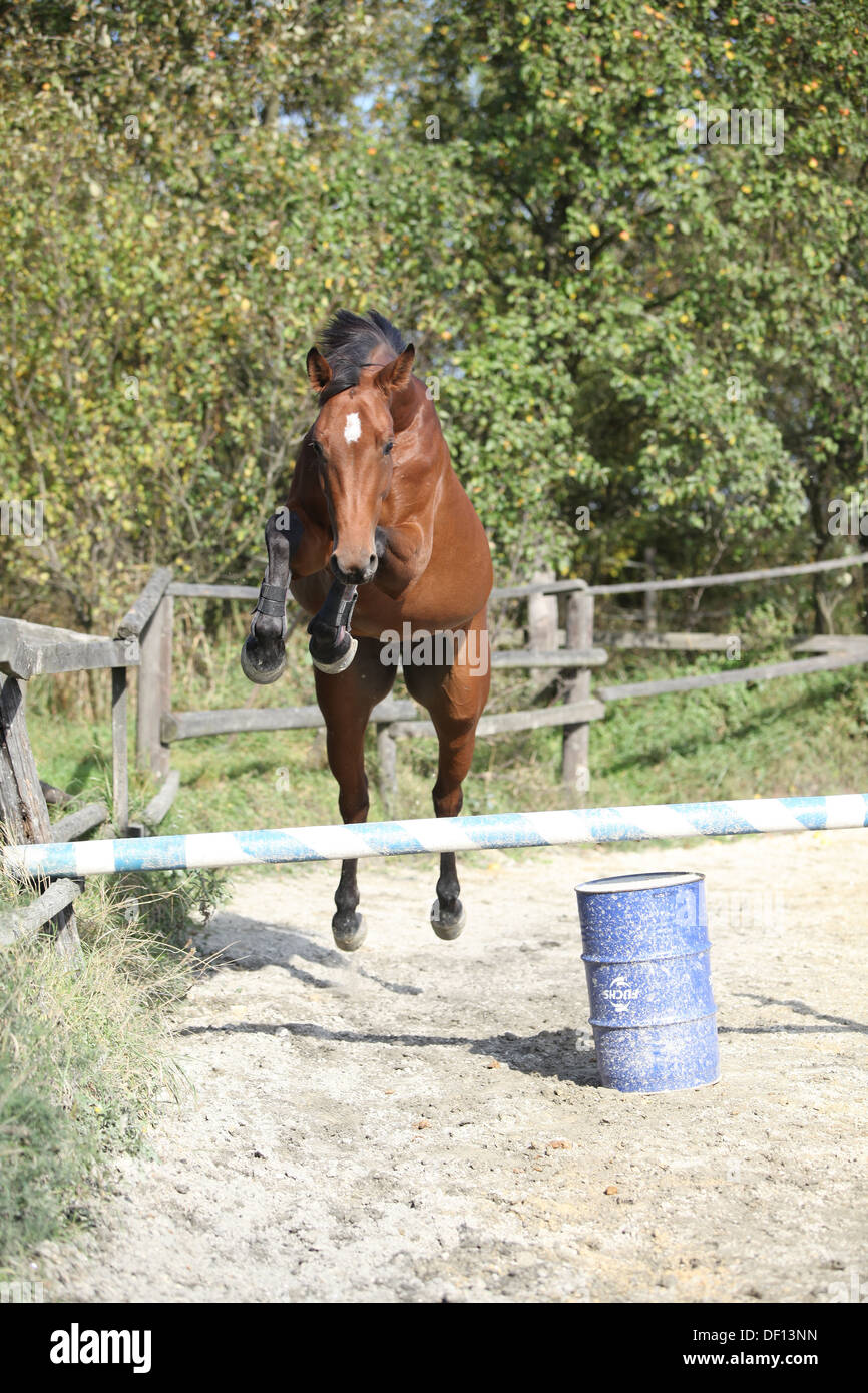 Horse free jumping hi-res stock photography and images - Alamy