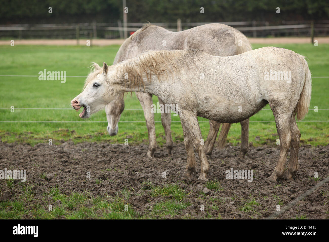 Pony in mud hi-res stock photography and images - Alamy