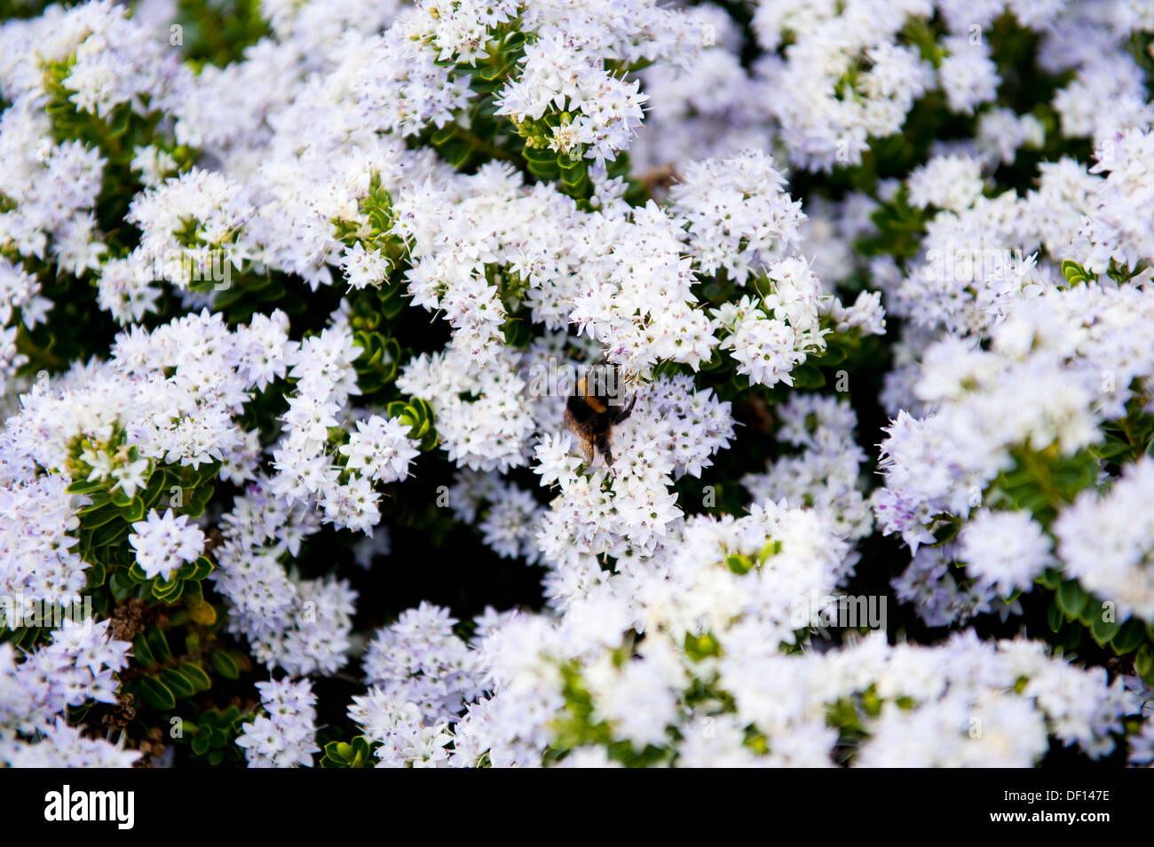 bee gathering pollen on flowers Stock Photo - Alamy