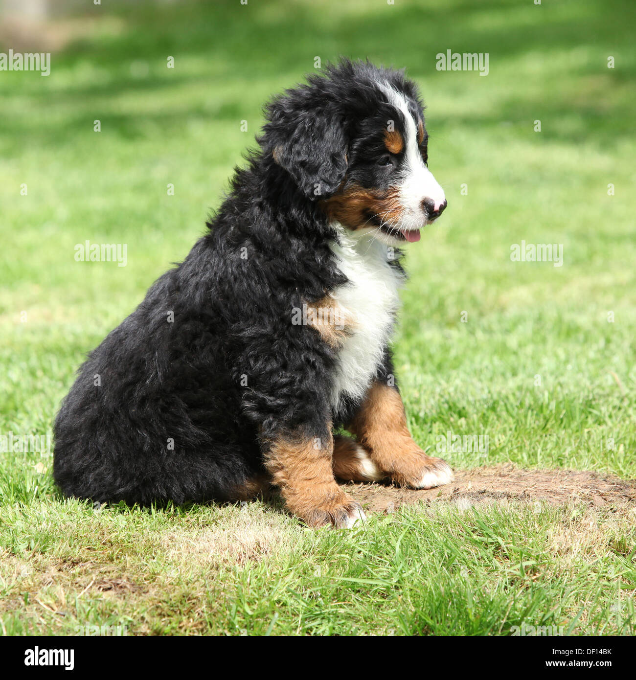 Bernese mountain dog hi-res stock photography and images - Alamy