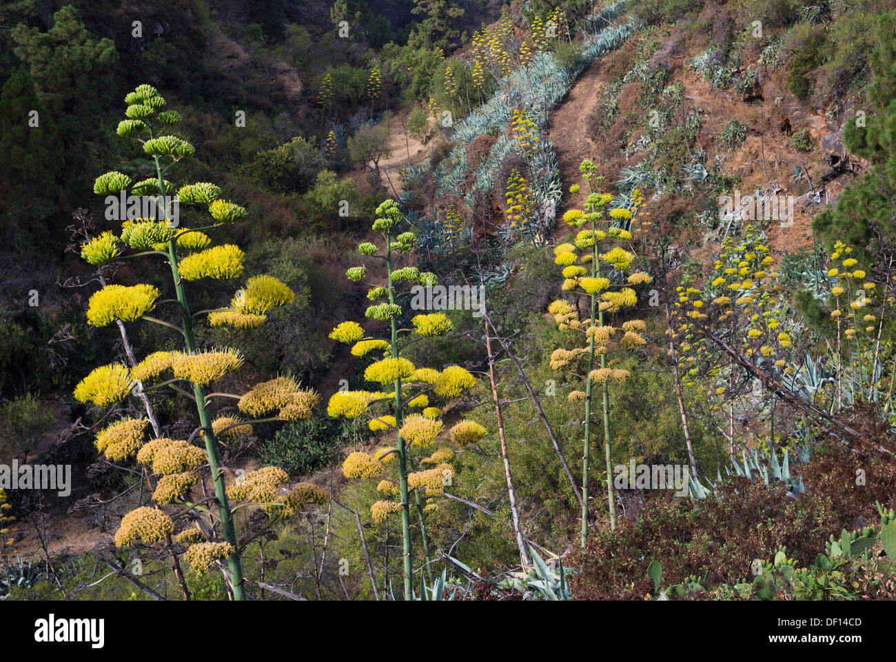 Puntagorda la palma hi-res stock photography and images - Alamy