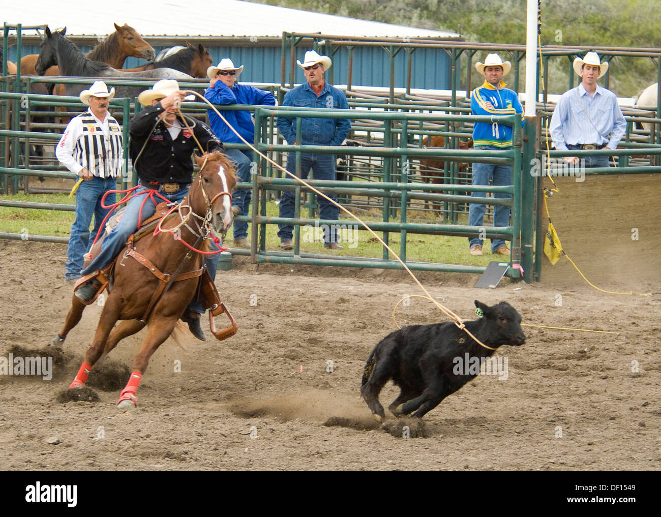 Horse Pincher High Resolution Stock Photography and Images - Alamy