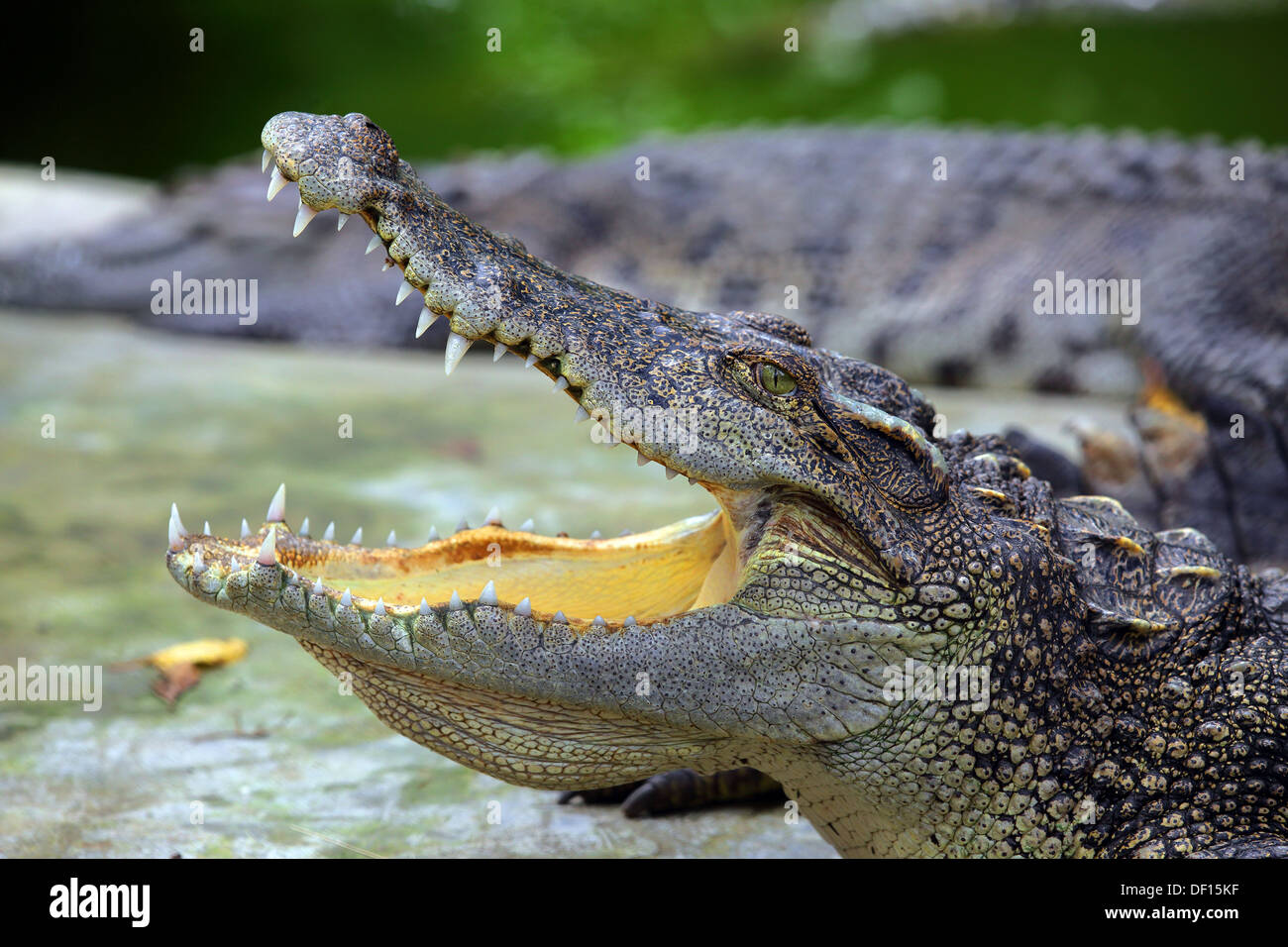 Crocodile mouth open hi-res stock photography and images - Alamy