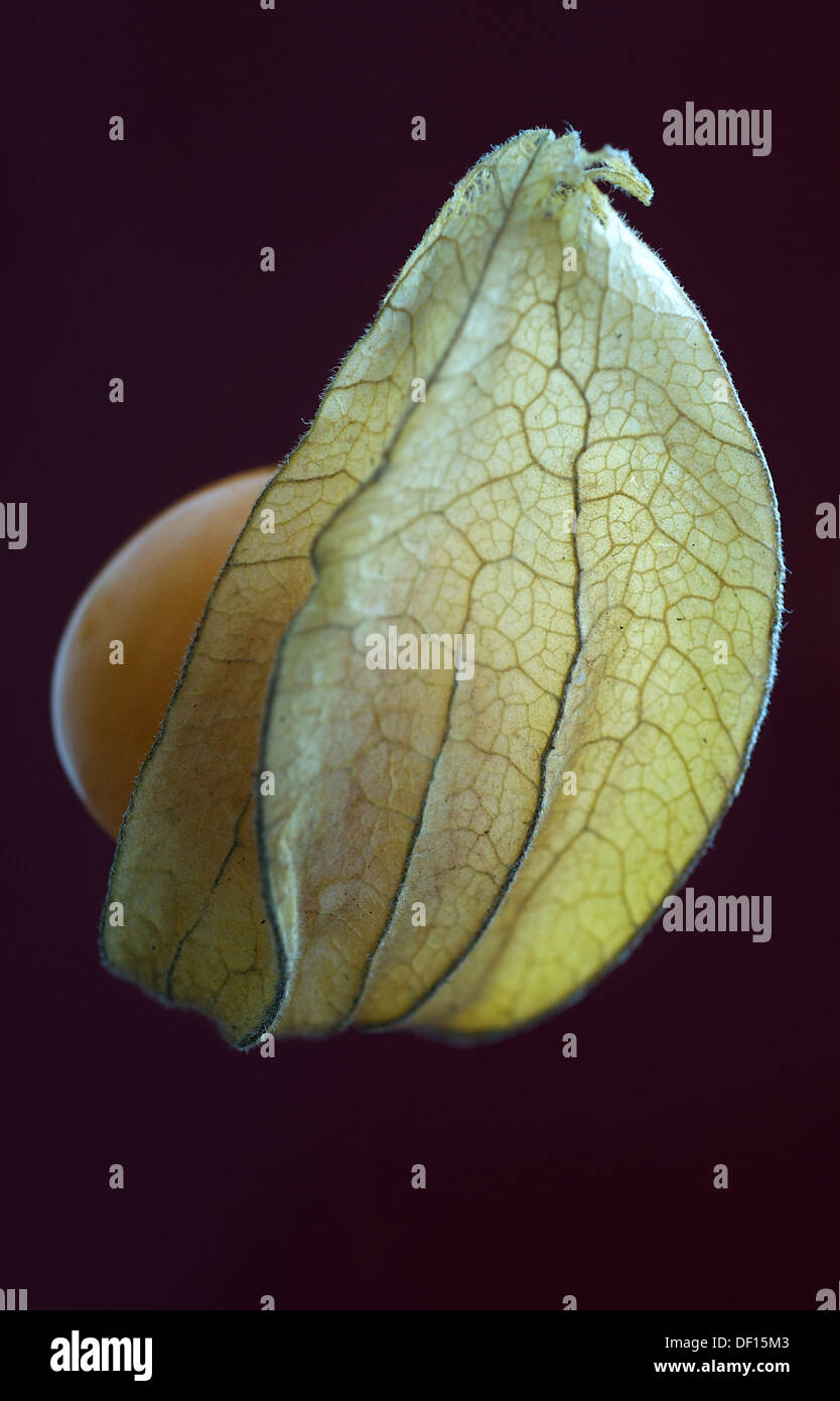 Inside a gooseberry hi-res stock photography and images - Alamy