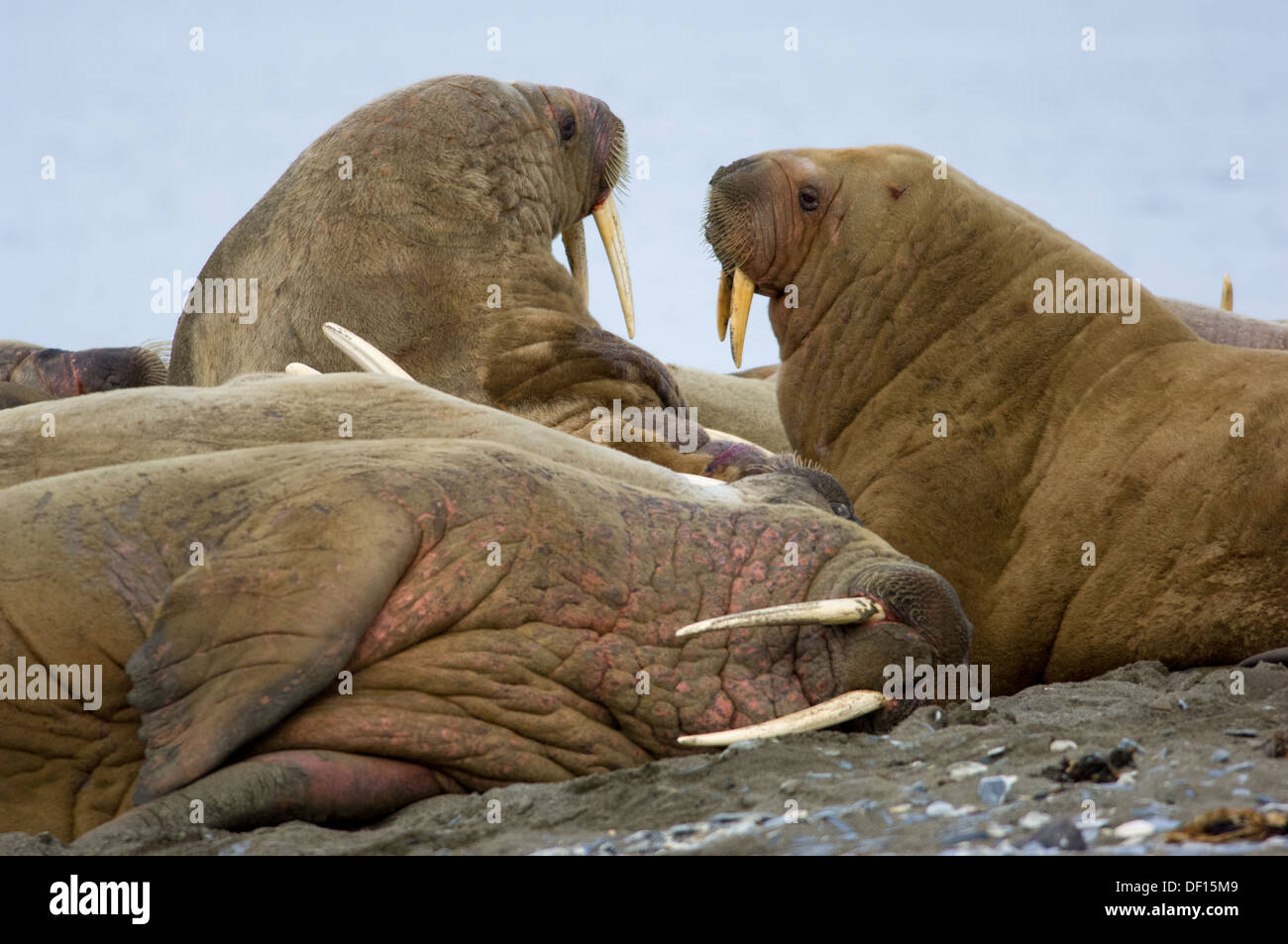 Garrulous group of walrus (Odobenus rosmarus) at a haulout on the beach ...