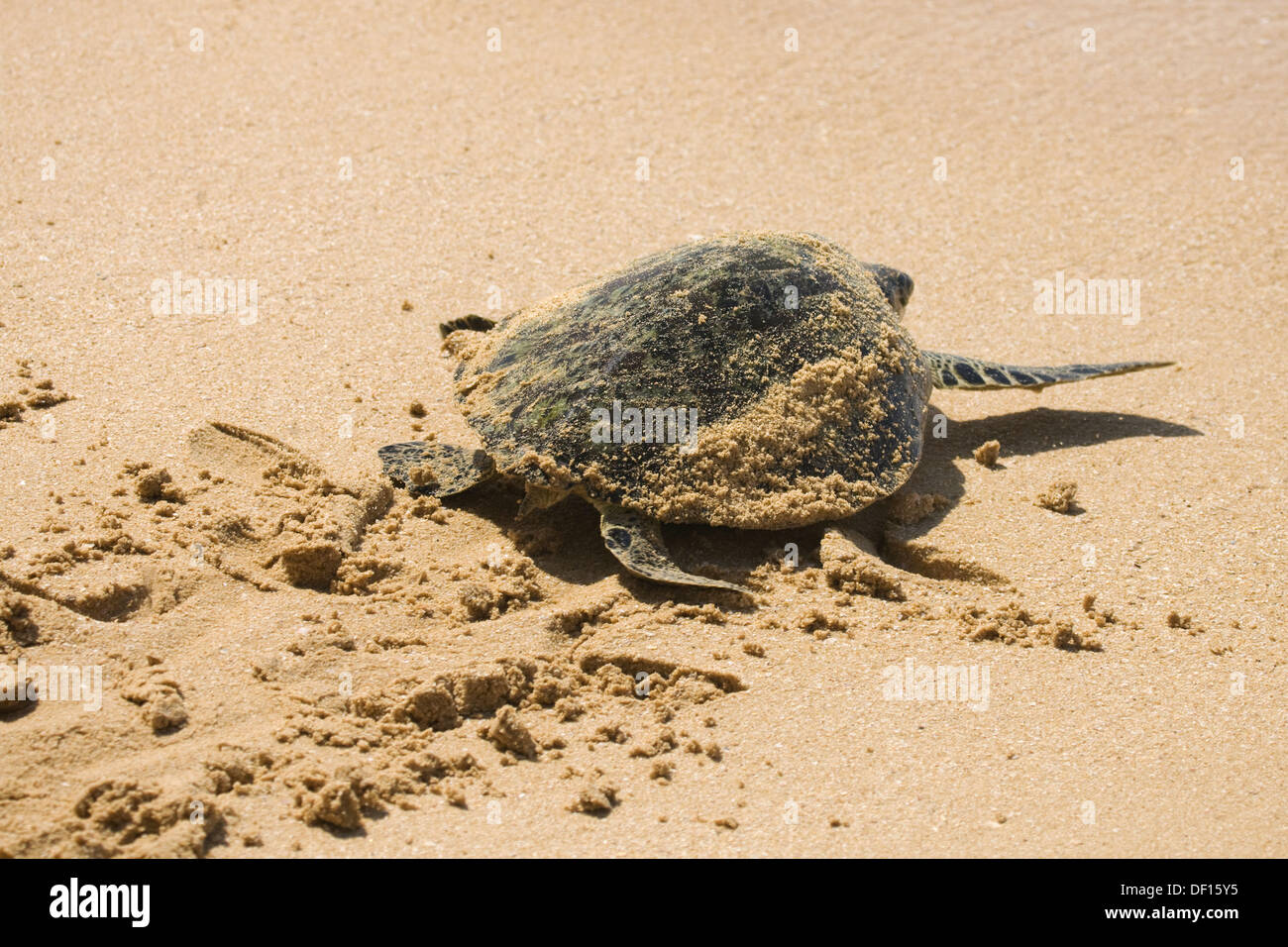Sri lanka green sea turtle beach hi-res stock photography and images ...