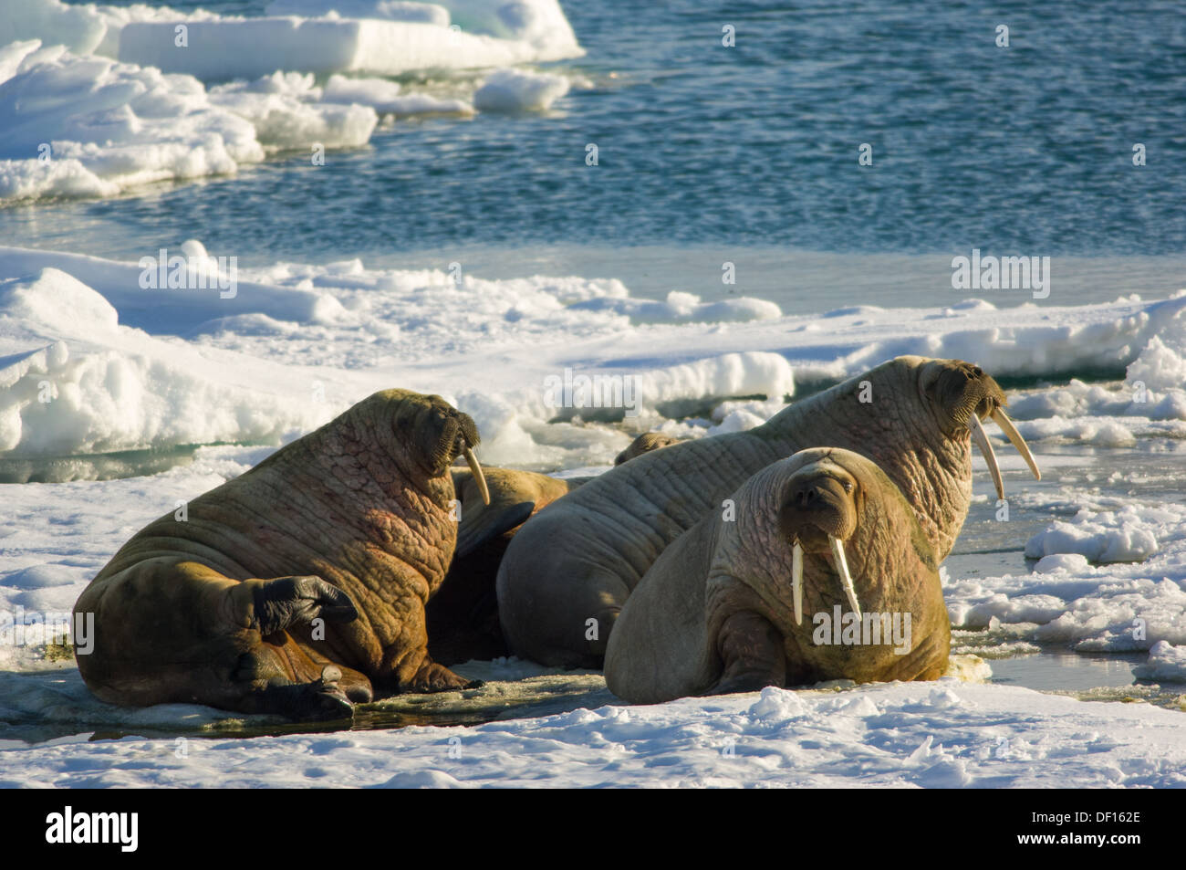 Group of Walrus (Odobenus rosmarus) on floating ice floe in the the ...
