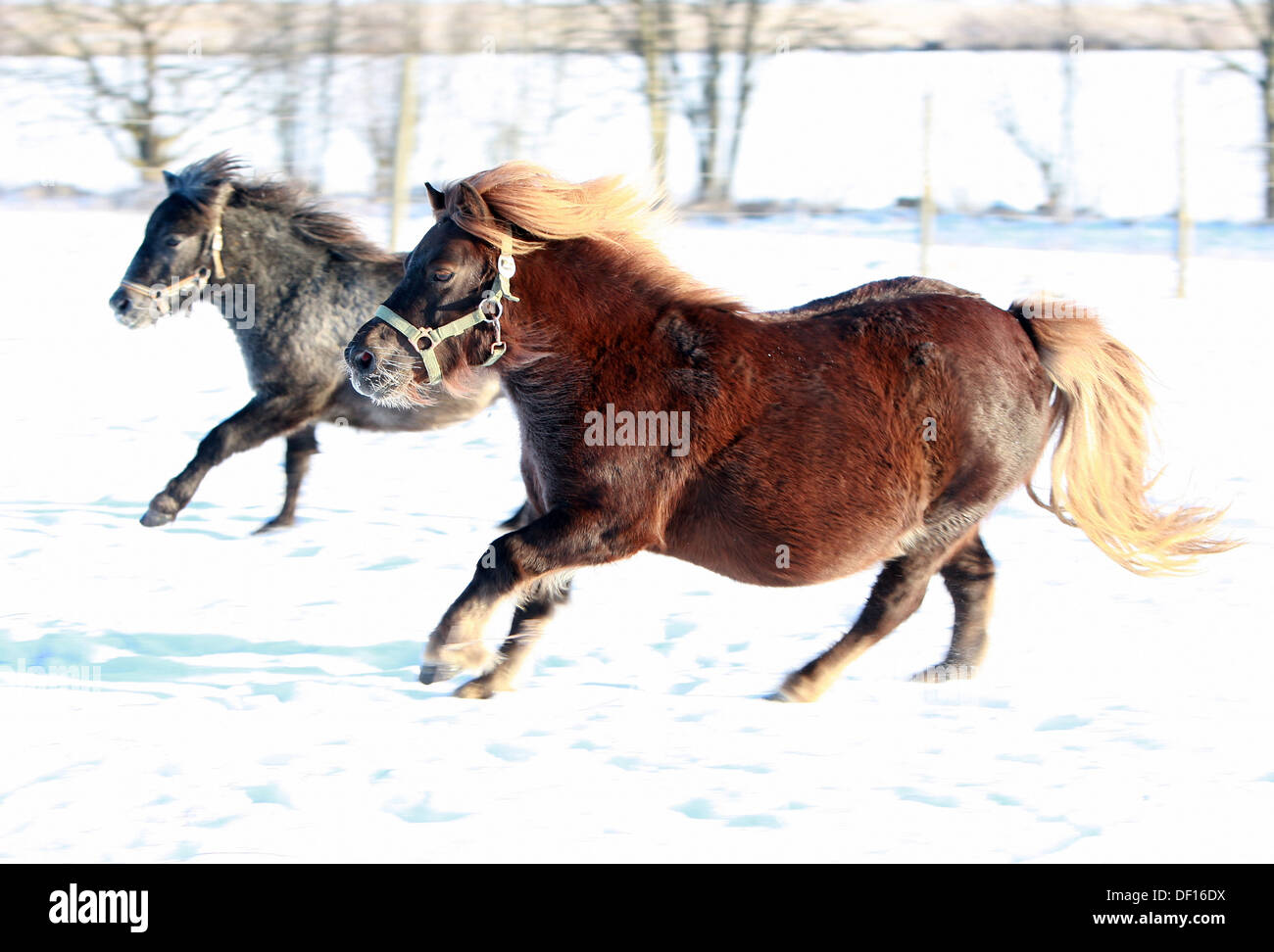 Galloping shetland pony horse hi-res stock photography and images - Alamy