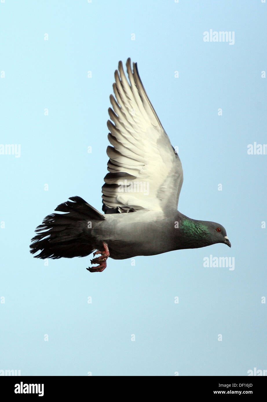 Dove in flight hi-res stock photography and images - Alamy